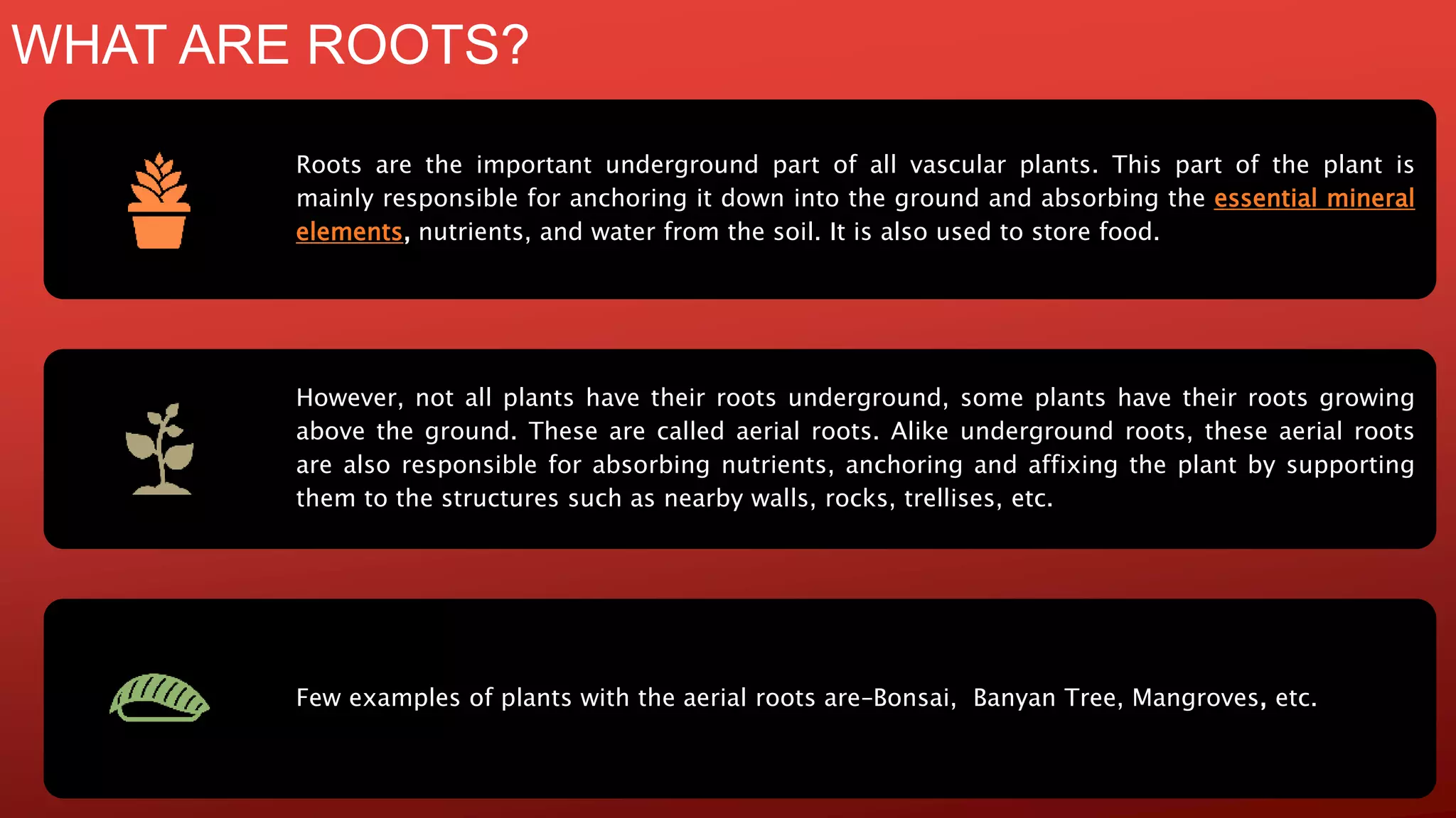 Morphology and modifications of roots.pptx | Gardening | Home & Garden