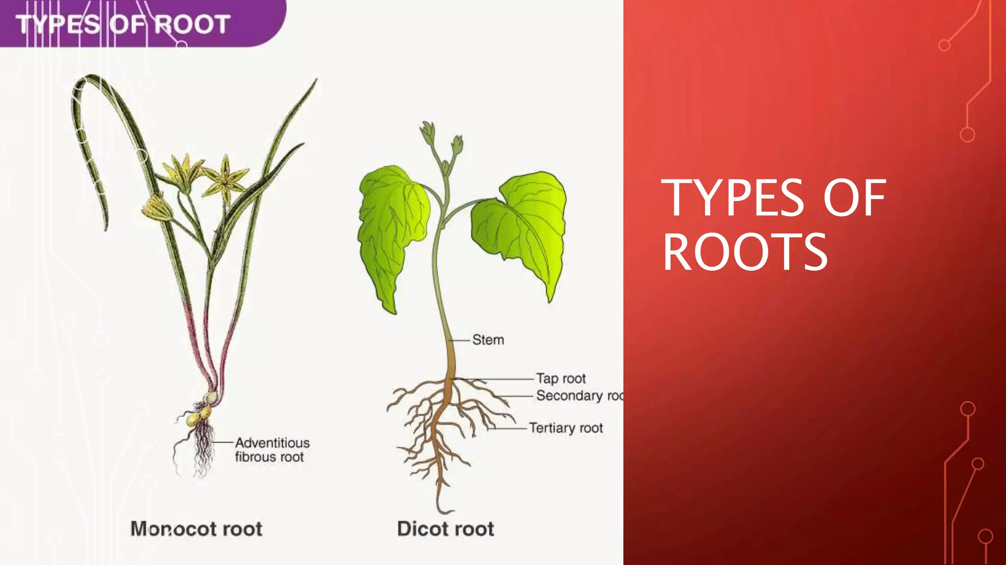 Morphology and modifications of roots.pptx