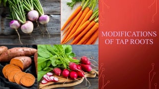 Morphology and modifications of roots.pptx | Gardening | Home & Garden
