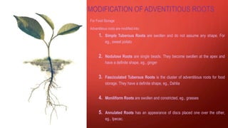 Morphology and modifications of roots.pptx | Gardening | Home & Garden