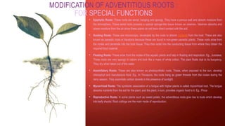 Morphology and modifications of roots.pptx