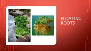 Morphology and modifications of roots.pptx