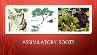 Morphology and modifications of roots.pptx