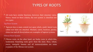 Morphology and modifications of roots.pptx