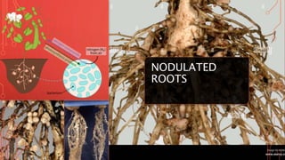 Morphology and modifications of roots.pptx