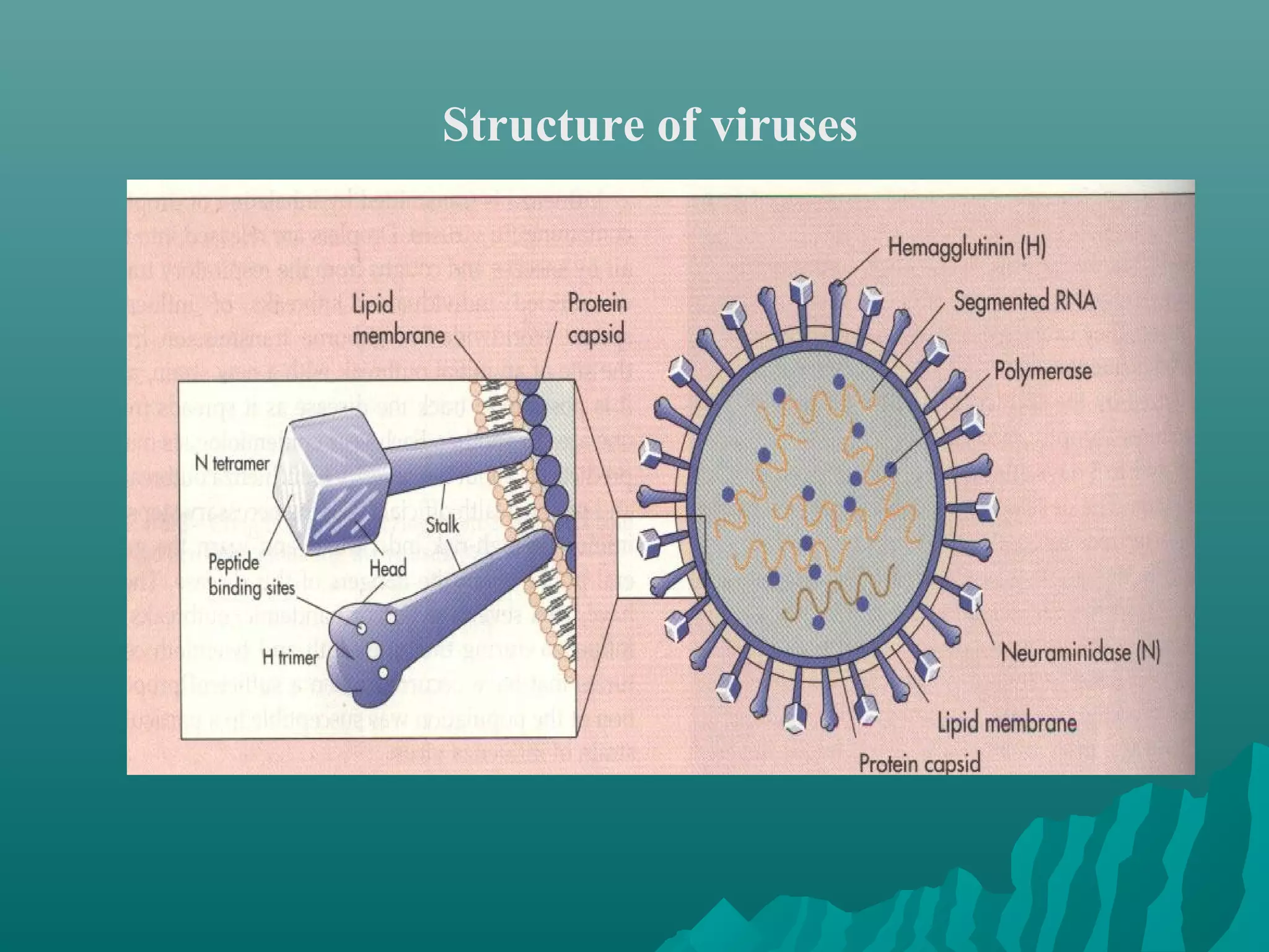 Morphology and physiology of viruses | PPT