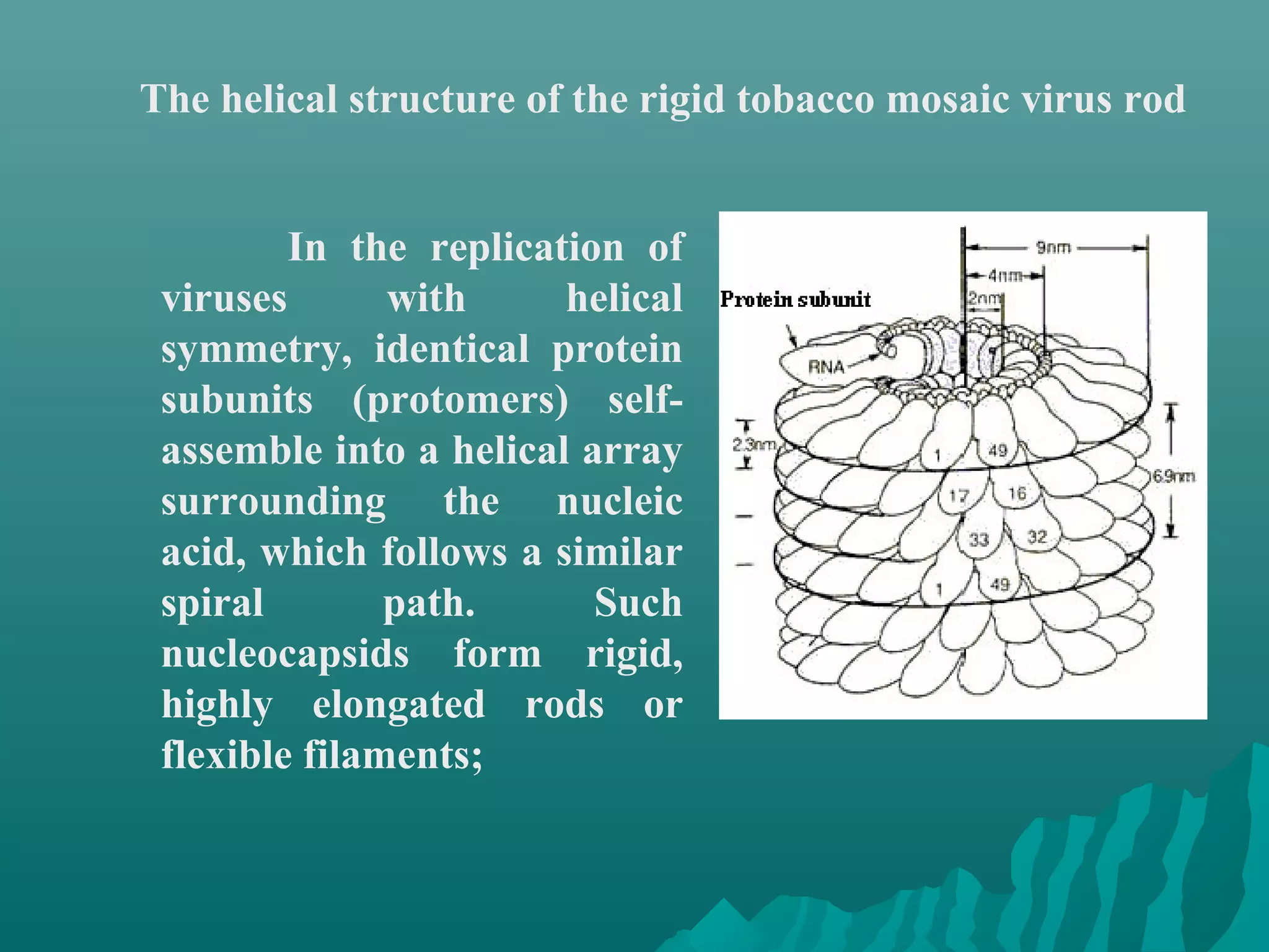 Morphology and physiology of viruses | PPT