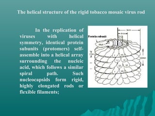 Morphology and physiology of viruses | PPT