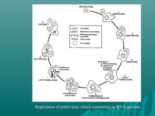 Morphology and physiology of viruses | PPT