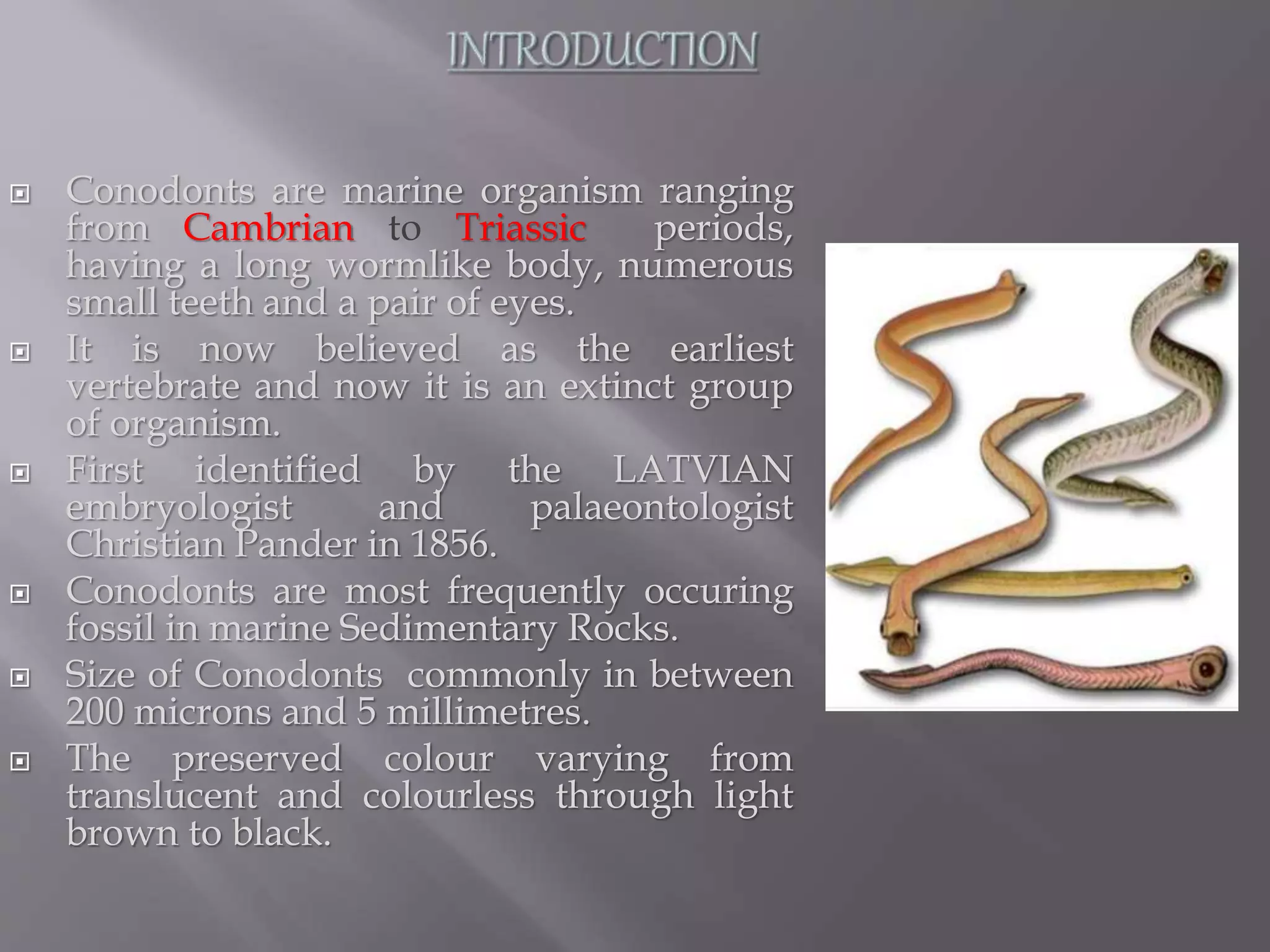 MORPHOLOGY AND SIGNIFICANCE OF CONODONT (group-D).pptx