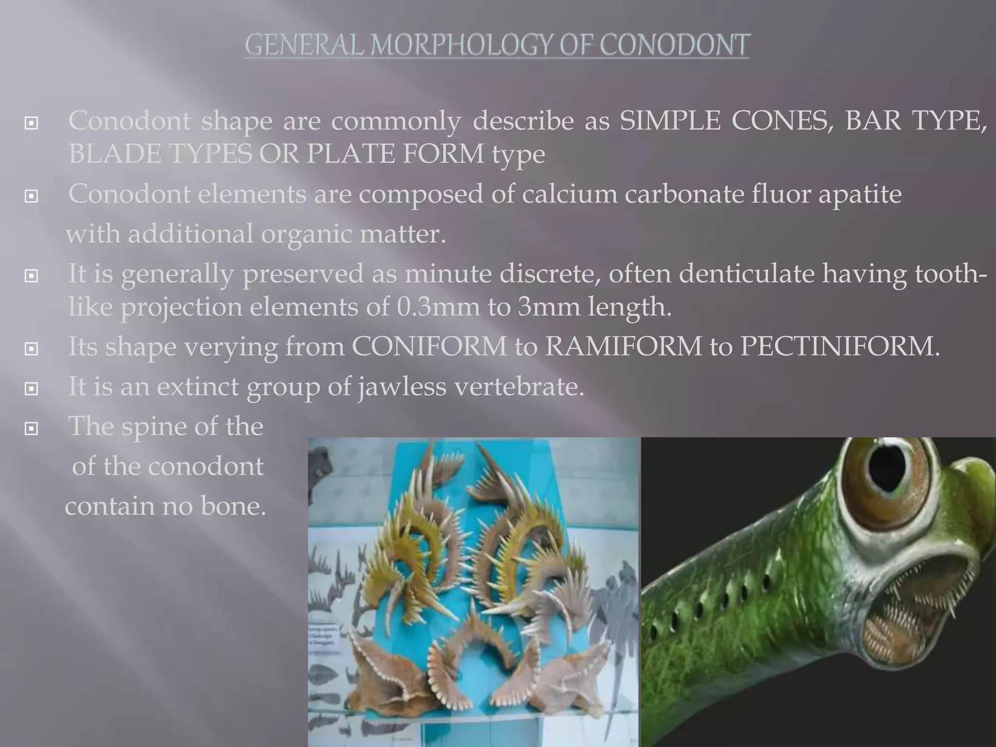MORPHOLOGY AND SIGNIFICANCE OF CONODONT (group-D).pptx