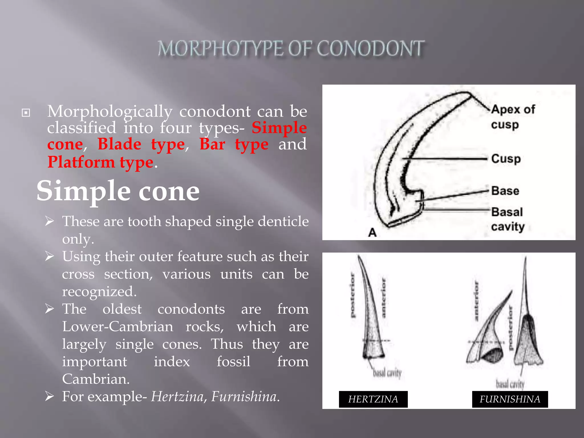 MORPHOLOGY AND SIGNIFICANCE OF CONODONT (group-D).pptx