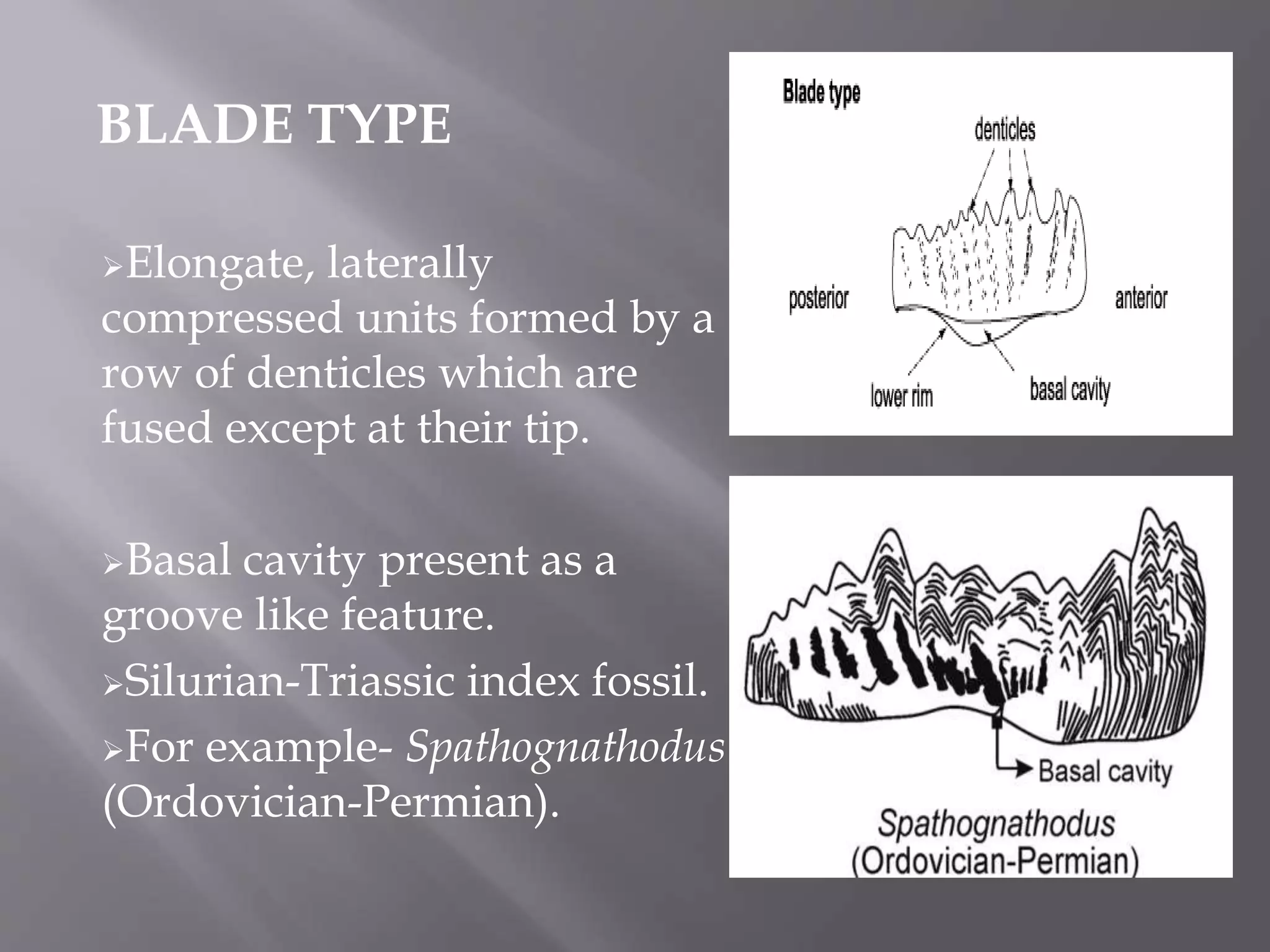 MORPHOLOGY AND SIGNIFICANCE OF CONODONT (group-D).pptx
