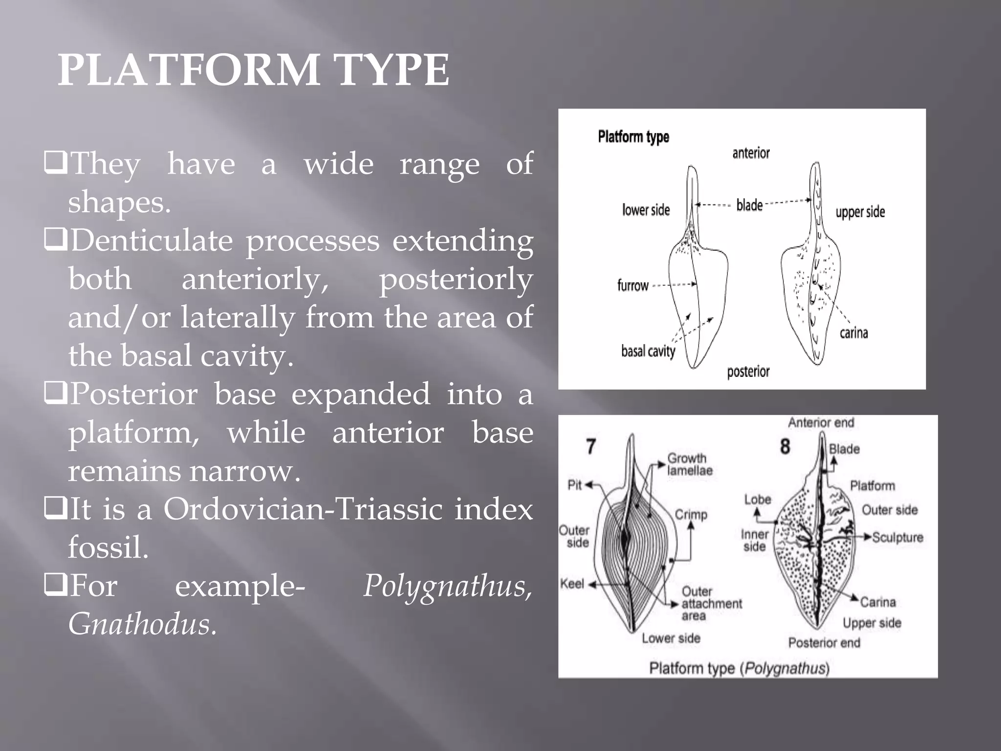 MORPHOLOGY AND SIGNIFICANCE OF CONODONT (group-D).pptx