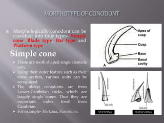 MORPHOLOGY AND SIGNIFICANCE OF CONODONT (group-D).pptx