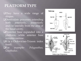 Conodont Morphology