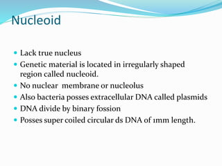 Morphology and str.of bacteria | PPT