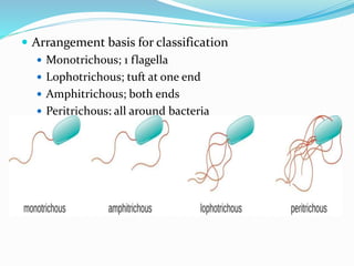 Morphology and str.of bacteria | PPTX