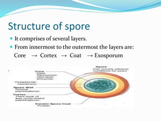 Morphology and str.of bacteria | PPT