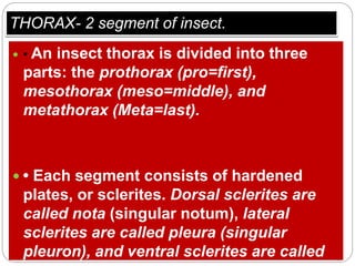 Morphology assignment | PPTX