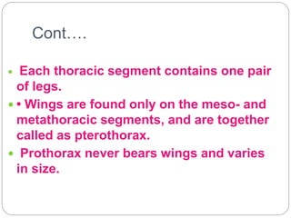 Morphology assignment | PPTX