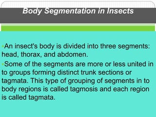 Morphology assignment | PPTX