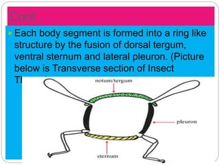 Morphology assignment | PPT