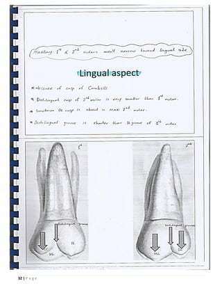 Dental Anatomy _or_ Morphology _ BDS_ ISNC | PDF