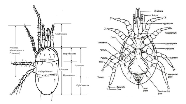 Morphology, Classification and Control of Mites | PPTX