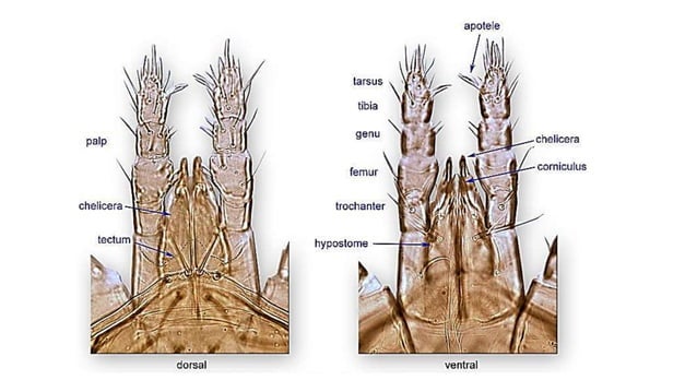 Morphology, Classification and Control of Mites | PPTX