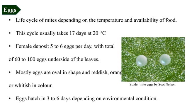 Morphology, Classification and Control of Mites | PPTX