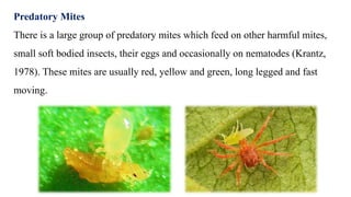 Morphology, Classification and Control of Mites | PPTX