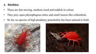 Morphology, Classification and Control of Mites | PPTX