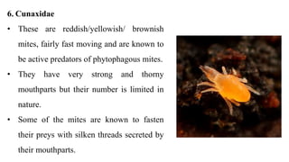 Morphology, Classification and Control of Mites | PPTX