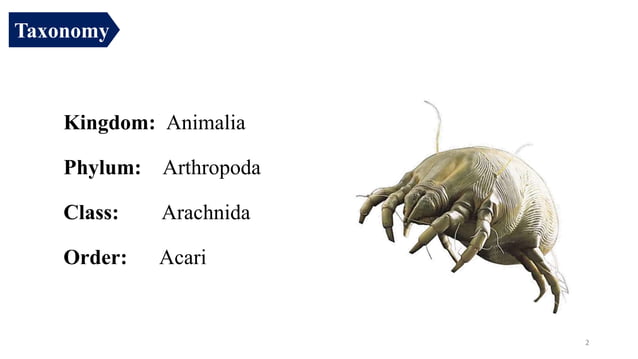Morphology, Classification and Control of Mites