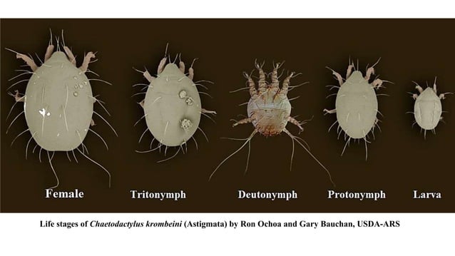 Morphology, Classification and Control of Mites