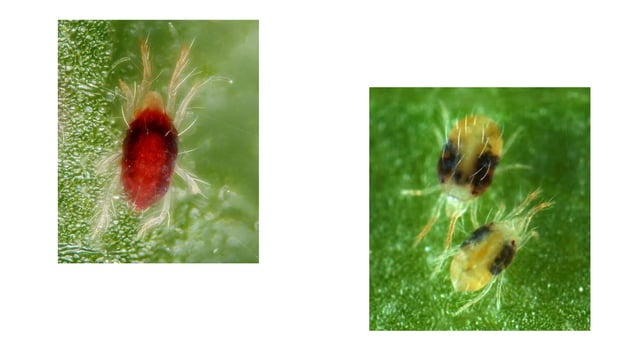 Morphology, Classification and Control of Mites
