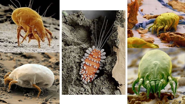 Morphology, Classification and Control of Mites