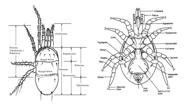 Morphology, Classification and Control of Mites
