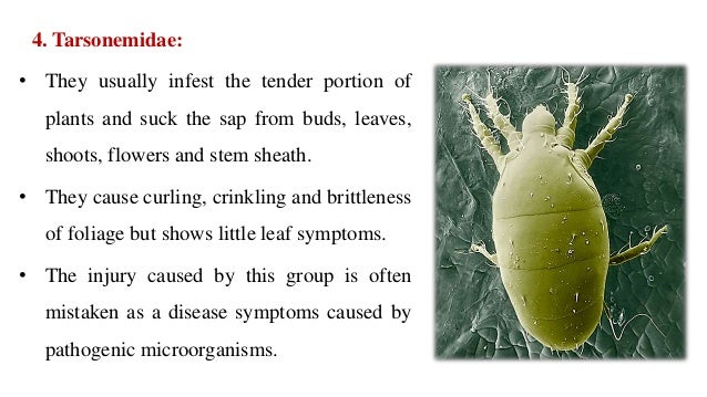 Morphology, Classification and Control of Mites