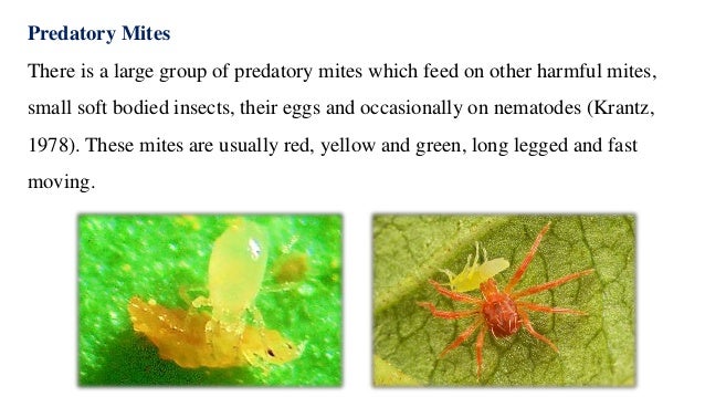 Morphology, Classification and Control of Mites