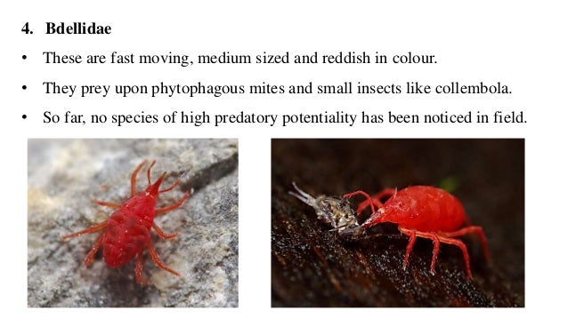 Morphology, Classification and Control of Mites
