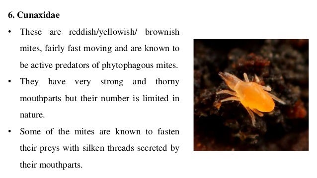 Morphology, Classification and Control of Mites