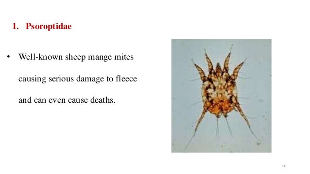 Morphology, Classification and Control of Mites