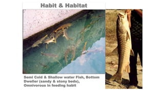 Morphology of a Type Fish Rahu, Singhari, Sole, Mahseer, Trout.pptx