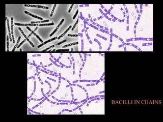 Morphology of bacteria | PPT