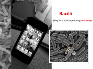 Morphology of bacteria | PDF