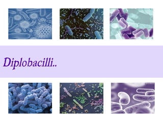 Morphology of bacteria | PPT