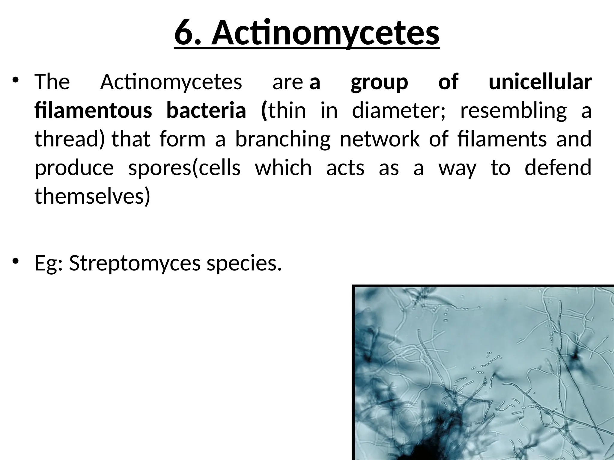 morphology of bacteria / shape and form of bacteria.pptx