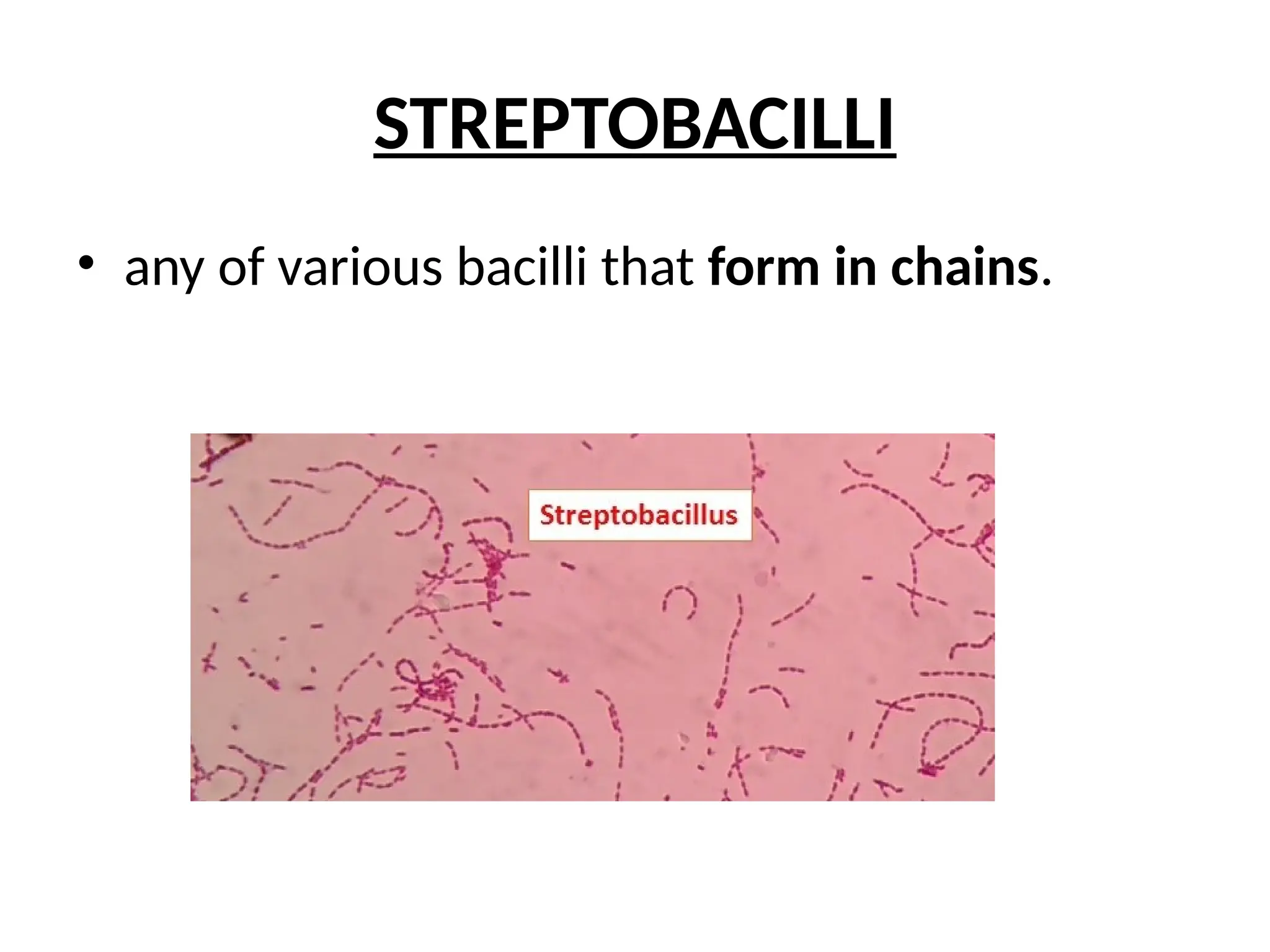 morphology of bacteria / shape and form of bacteria.pptx